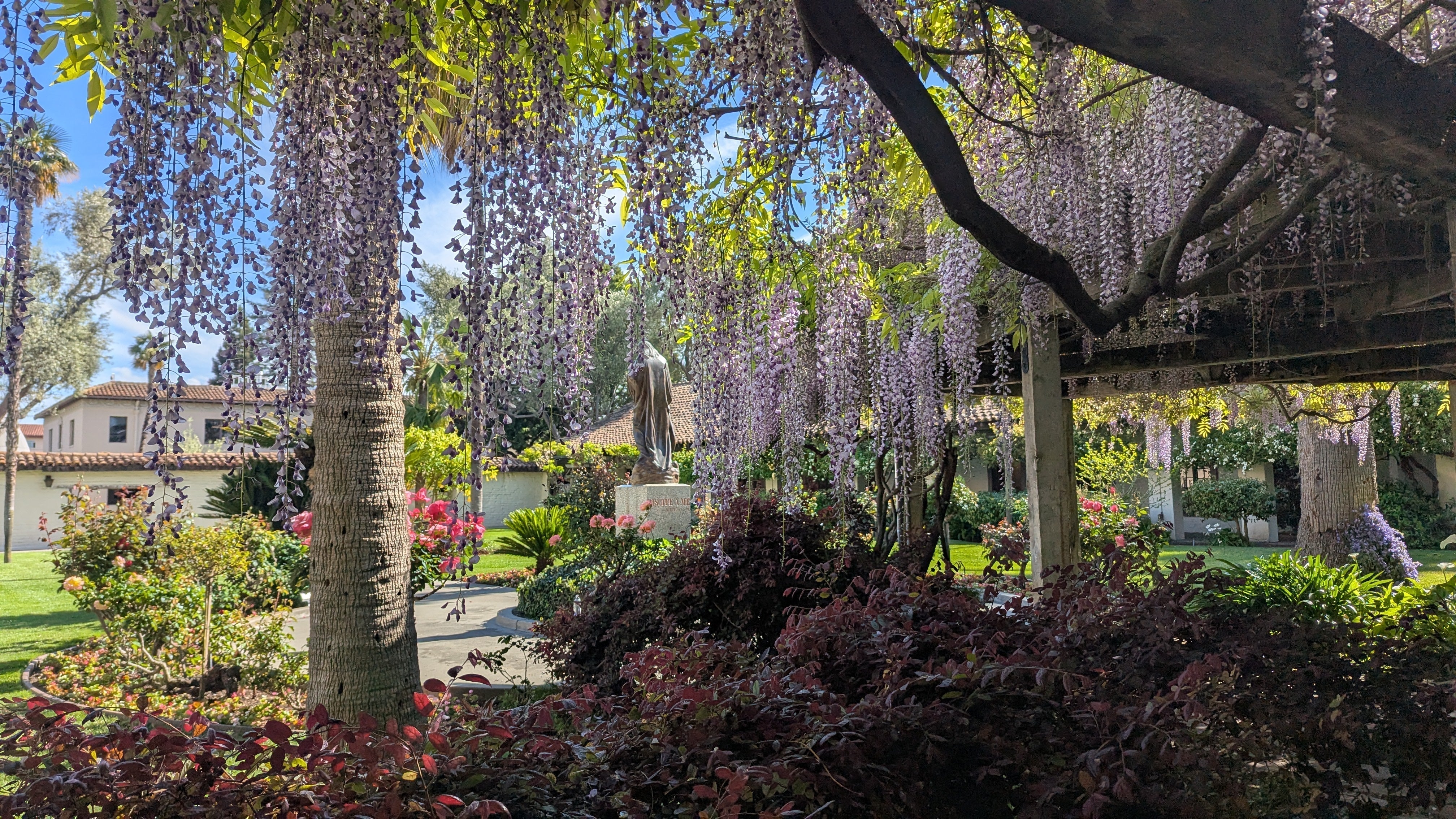 A Hidden Gem in Bloom: Visiting the Wisteria at Santa Clara University